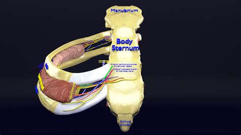 Intercostal Space Anatomy Blender Market