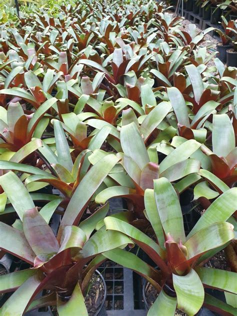Silver Plum Killuke Nursery