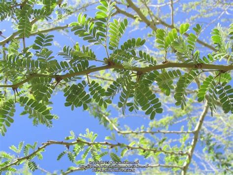 Plantfiles Pictures Parkinsonia Species Palo Brea Sonoran Palo Verde