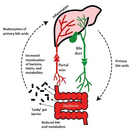 Recent Findings In The Gut Liver Axis And Associated Disease Therapy