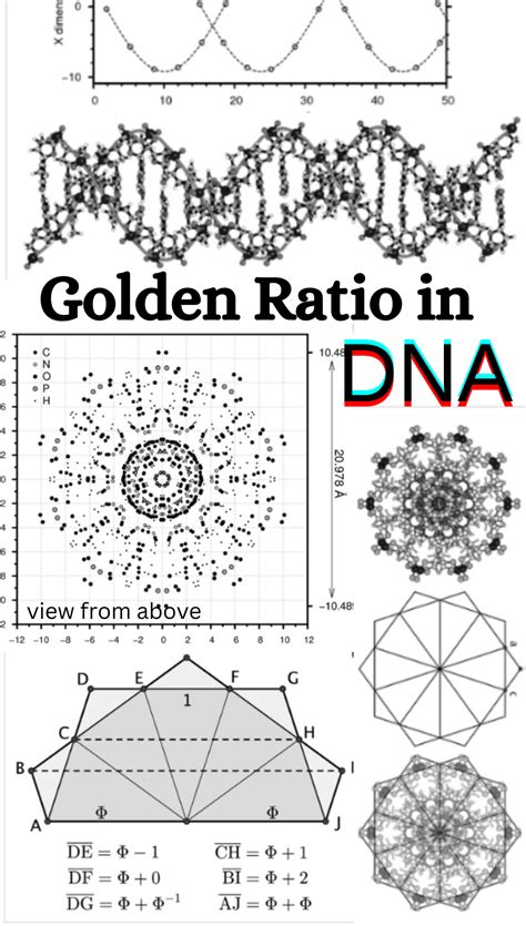 33 Golden Ratio Ideas In 2025 Golden Ratio Fibonacci Spiral Sacred