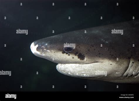 Broadnose Sevengill Shark Or Cow Shark Notorhynchus Cepedianus