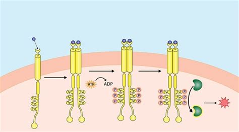 30 Imágenes Fotos De Stock Objetos En 3d Y Vectores Sobre Cytokine