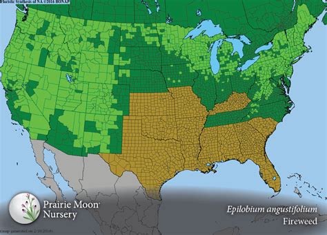 Chamaenerion Angustifolium Fireweed Prairie Moon Nursery