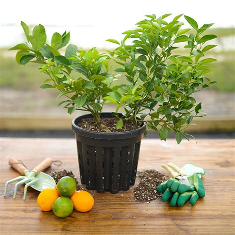 Multi Fruit Tree Fruit Cocktail Tree For Sale Citrus