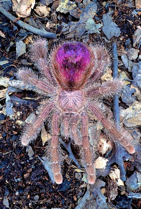 Avicularia Bicegoi Goliath Fuzzy Pink Toe For Sale Westside