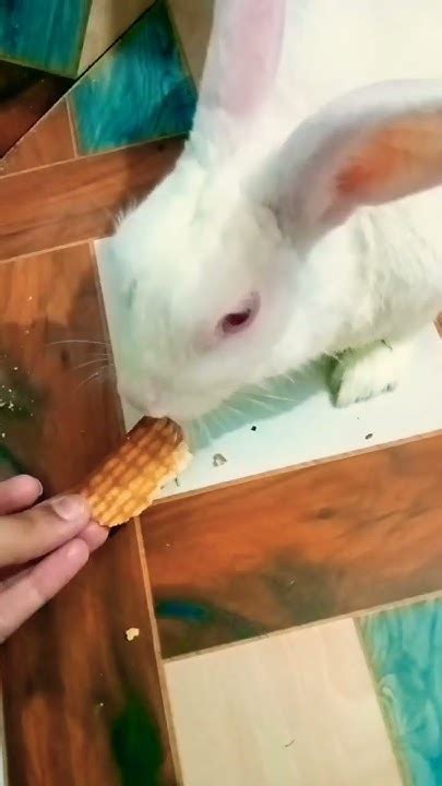 Chini Ko Parle G Pasand Hai Youtube