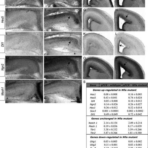 Components Of The C Jun Pathway Are Regulated During Development