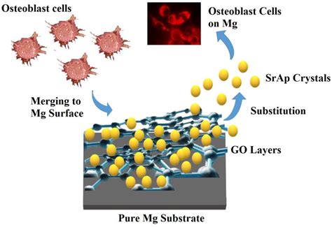 Surface Modification Of Pure Mg For Enhanced Biocompatibility And