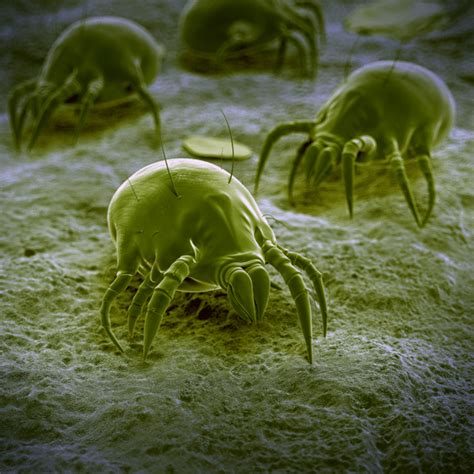 Bed Bugs And Dust Mites The Dangers You Should Know About