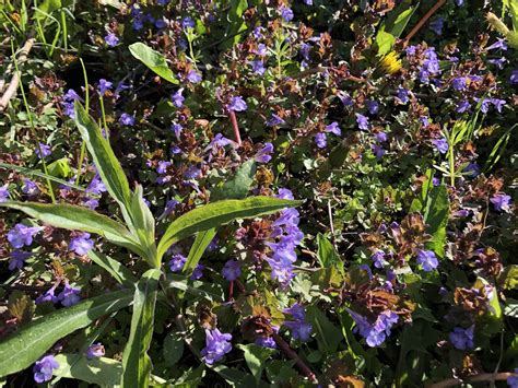 Wisconsin Wildflower Creeping Charlie Glechoma Hederacea