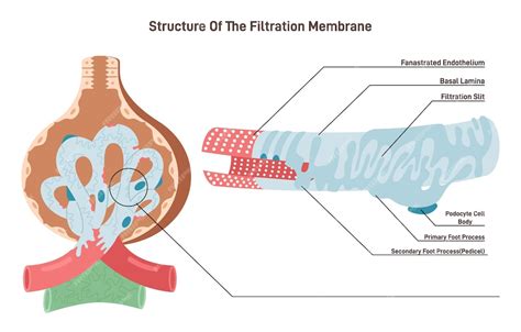 Premium Vector Bowmans Capsule Filtration Membrane Structure Renal Corpuscle