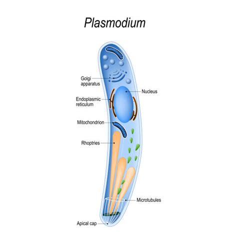 Plasmodium Vivax Diagram