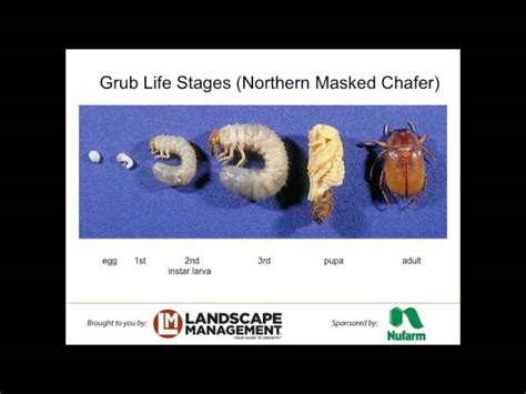 Grub Life Cycle