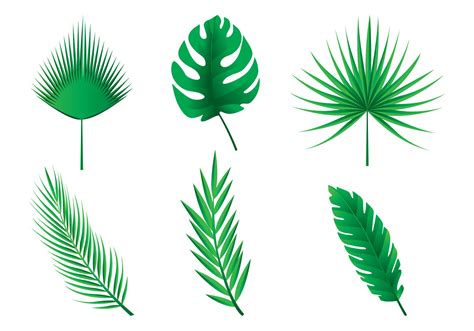 Palm Leaf Vector Art Icons And Graphics For Free Download