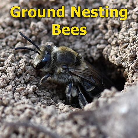 Exploring The Fascinating World Of Ground Nesting Bees