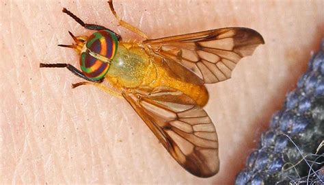 6 Tiny Yellow Bugs That Bite In Texas