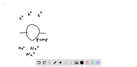 How Does The Sodium Potassium Pump Contribute To The Net Negative