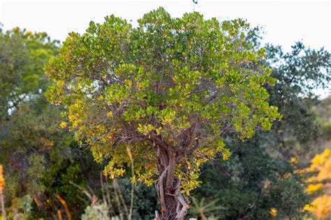 El Madroño Un árbol Frutal Que Tiñe De Rojo Los Bosques Fundación Aquae