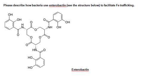 Solved Please Describe How Bacteria Use Enterobactin See