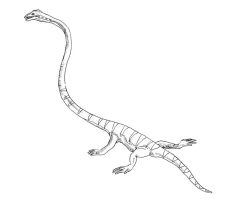 A Drawing Of The Bizarre Triassic Reptile Tanystropheus Journal
