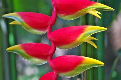 9 Most Beautiful Peruvian Plants And Striking Flowers In Peru