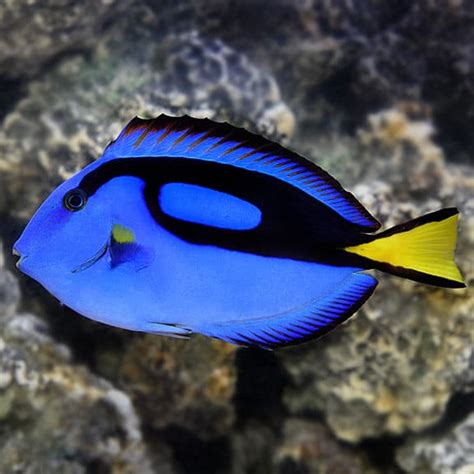 Blue Tang Dory Mi Arrecife