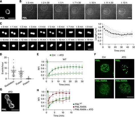 Structural Basis Of Pml Rara Oncoprotein Targeting By Arsenic Unravels