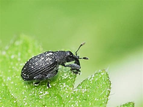 Tachyerges Stigmatachyerges Pseudostigma Insektarium