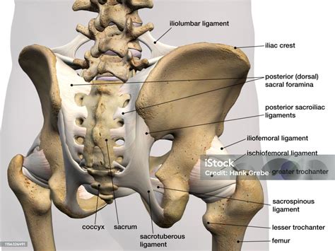 Hip Bone Anatomy