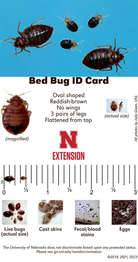 Protect Yourself From Bed Bugs Announce University Of Nebraska Lincoln