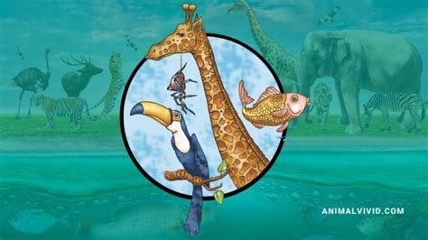 Animal Kingdom Classification Animalia Complete Guide