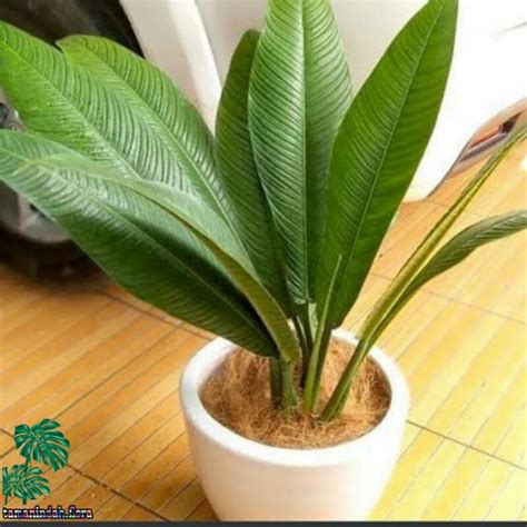 Jual Tanaman Hias Philodendron Lynette Philo Linet Tanaman Indoor Shopee Indonesia