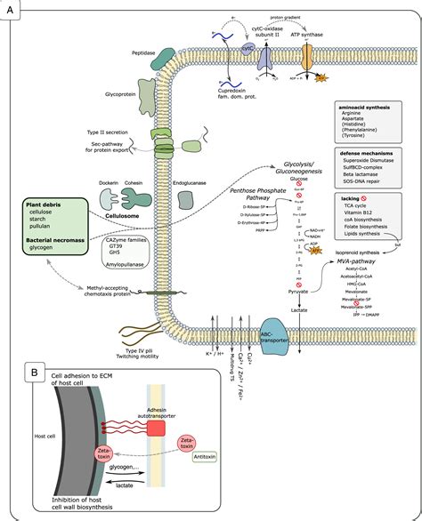 Genome‐inferred Spatio‐temporal Resolution Of An Uncultivated