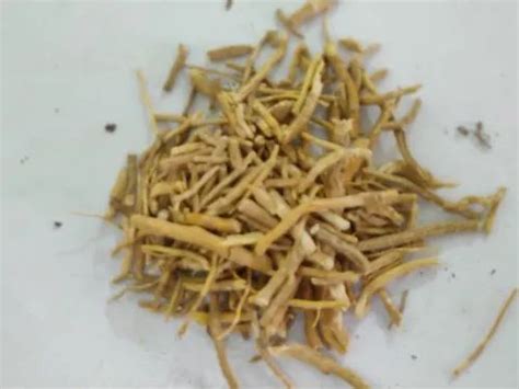 Dry Brahmi Root Packaging Type Loose At ₹ 125 Kg In New Delhi Id 23927036533