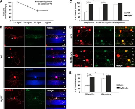 Nogo Receptor Homolog Ngr2 Expressed In Sensory Drg Neurons Controls