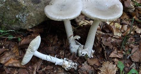 Srebrna Preslica Prepoznavanje Gljiva