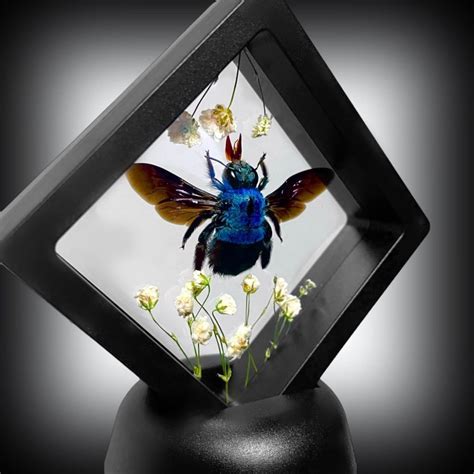 Floating Blue Carpenter Bee Taxidermy Etsy