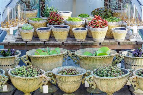 Plants Ans Cacti In Different Rustic Flower Pots For Interior And Garden Decoration Flower Shop