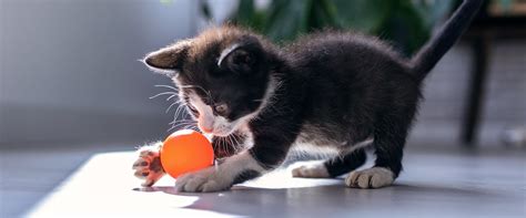150 Tuxedo Cat Names For Your Truly Dapper Kitty