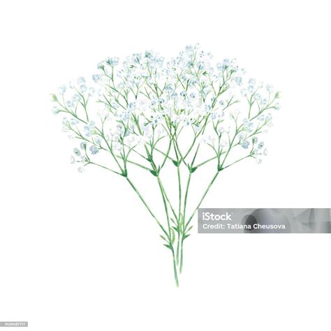 석고 작은 흰 꽃이있는 나뭇 가지 아기의 호흡 수채화 그림 흰색 배경에 고립되어 있습니다 손으로 그린 식물 삽화 인사말 카드 청첩장 및 꽃 디자인에 적합합니다 결혼식에 대한