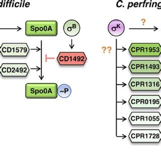 Sporulation Initiation Via Spo0a Phosphorylation Sigma Factors Are