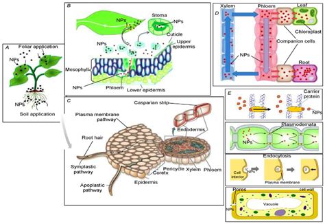 The Entry A And Interaction Pathways Of Nanoparticles Nps In Plants