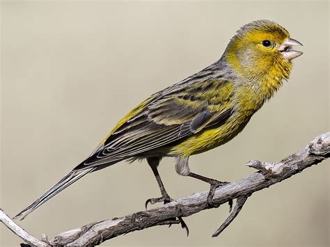 Canary