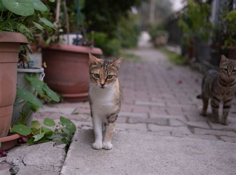 Tabby Cat Street Outdoor Free Photo On Pixabay