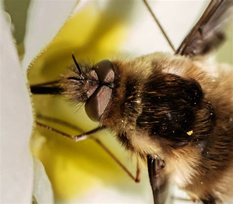 Ann Miles Blog Bee Flies Bees And Fly