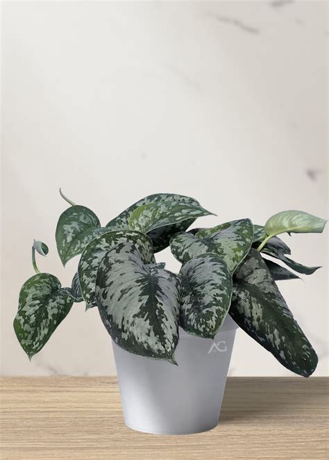 پتوس ببری گلدانی برگ درشت الوگل