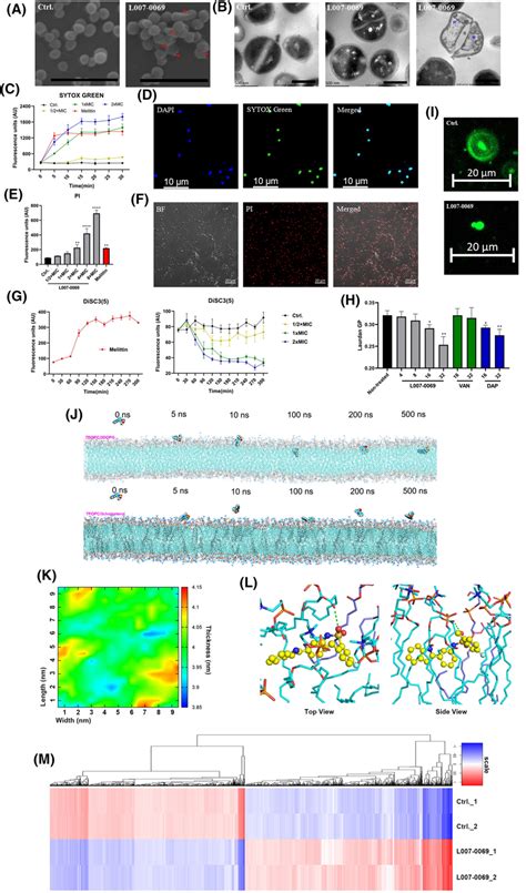 L007 0069 Disrupted The Bacterial Cell Membrane And Interacted With The