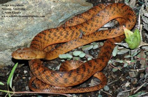 Boiga Irregularis The Reptile Database