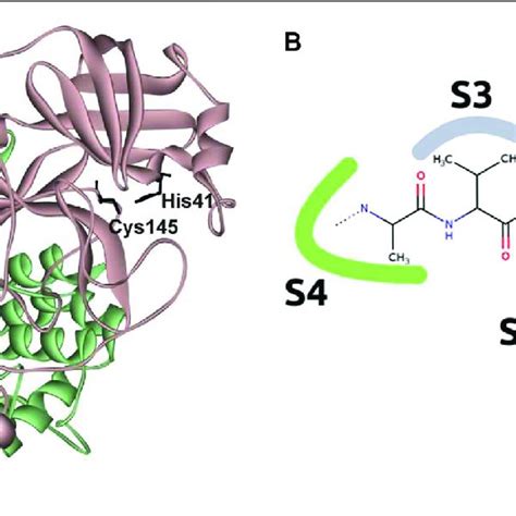 Structure Of Sars Cov 2 M Pro A Overview Of The Structure Of An M